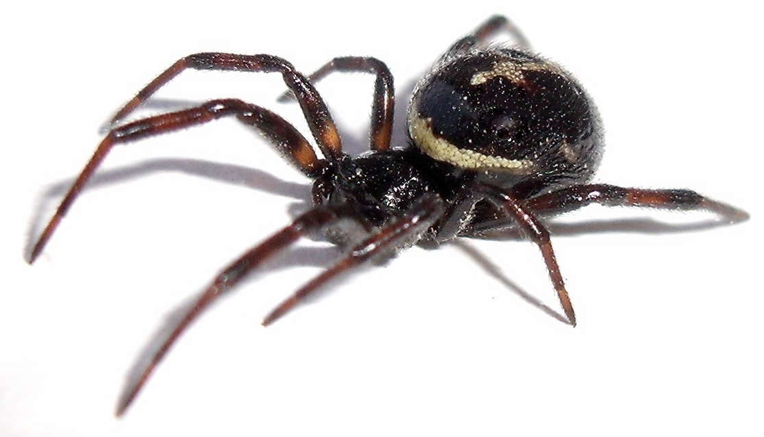 VILLENATURA: Steatoda paykulliana