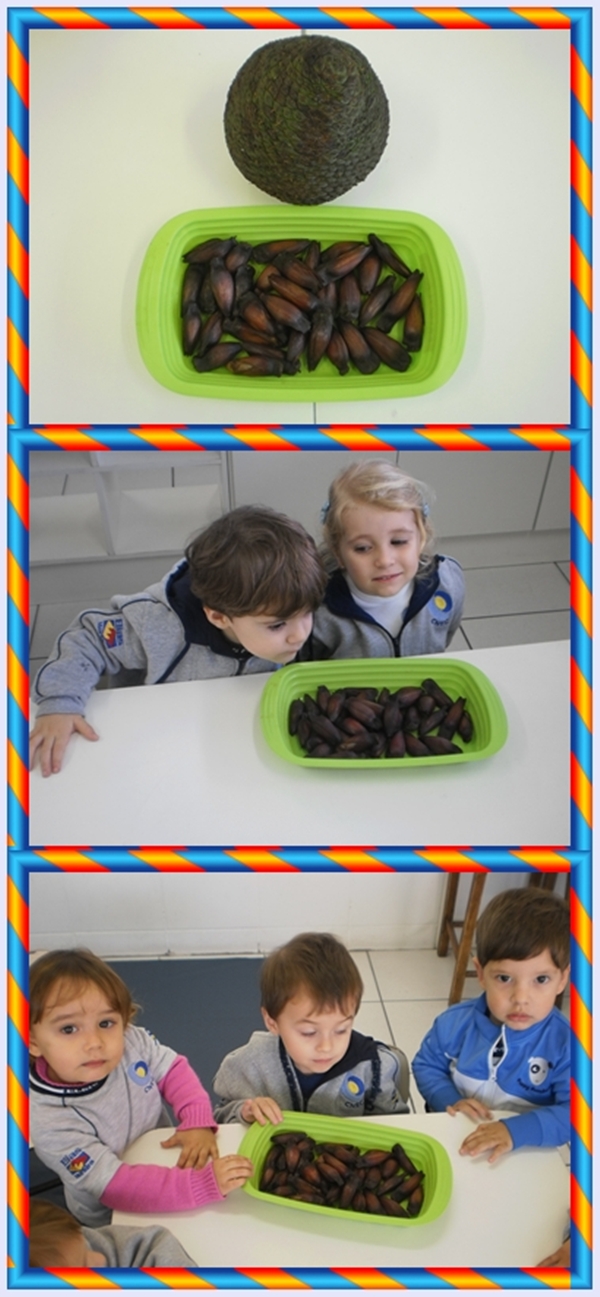 Educação Infantil Elias Moreira: A descoberta do pinhão no inf. III ...