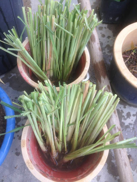 Jom Tanam Sayur ( JTS ) : Kemas Rumpun SeraiJom Tanam Sayur (JTS ...