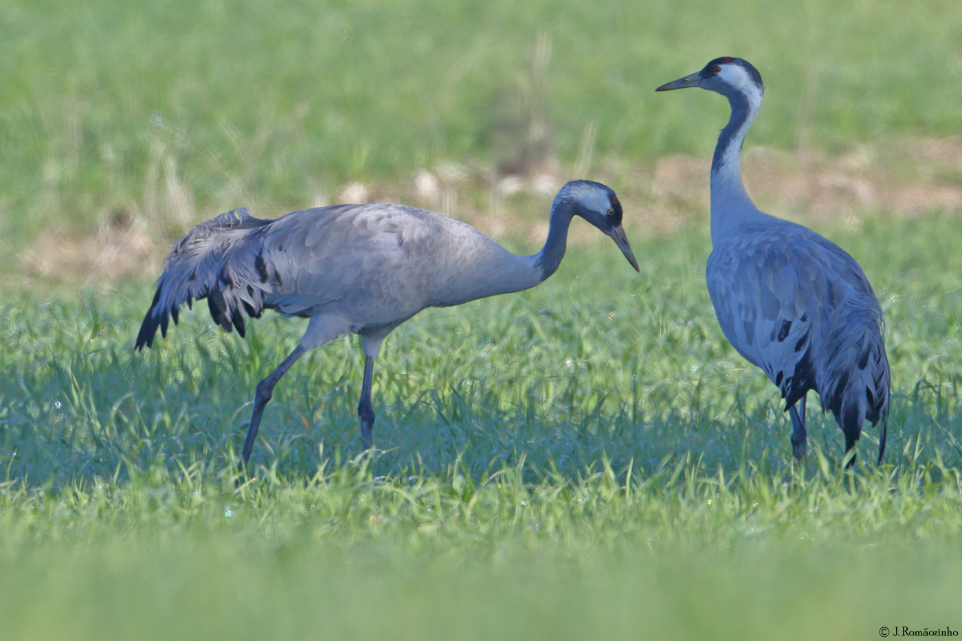Pescador de aves: Grus grus (I)