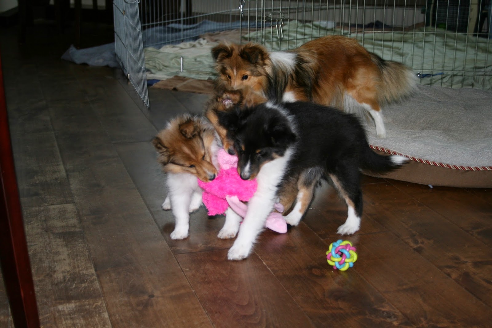 Hyper Hounds Shelties
