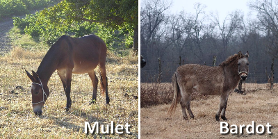 Quelle est la différence entre un mulet et un bardot