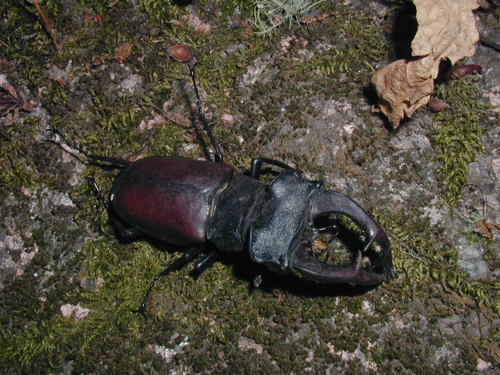 Aula de Ciências da Natureza 5ºano: Revestimento do corpo dos animais