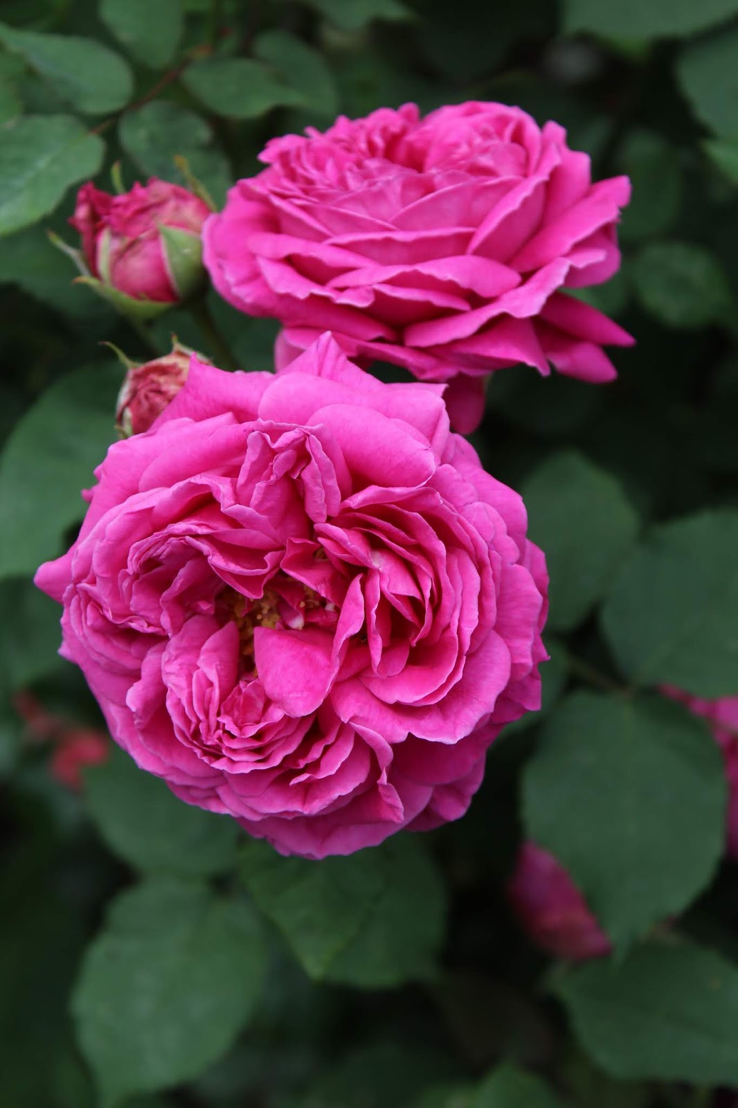 Promesse de roses: Mes roses au soleil