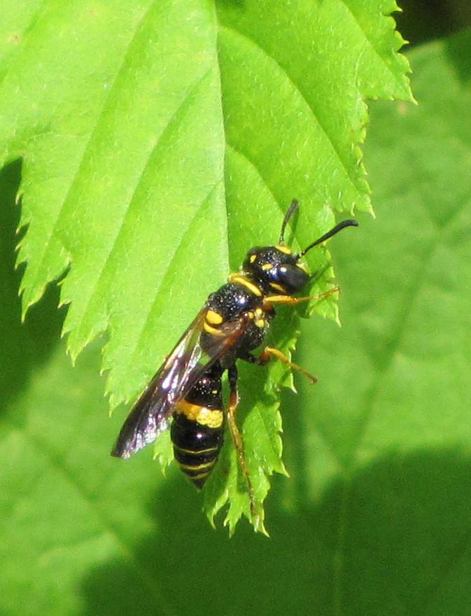 Bug Eric: Wasp Wednesday: Beewolves