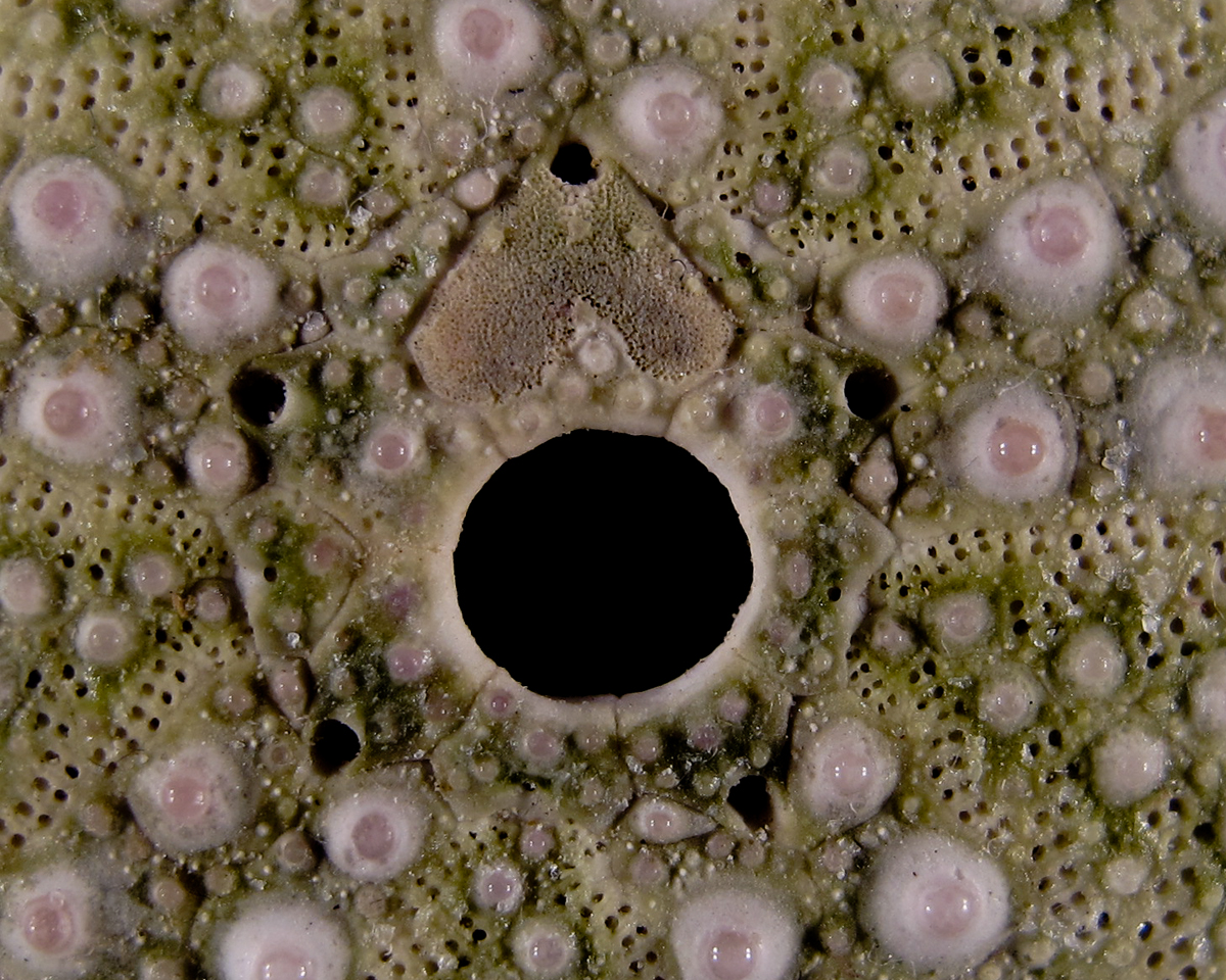 Invertebrate Embryology: Genital plate formation in echinopluteus larva