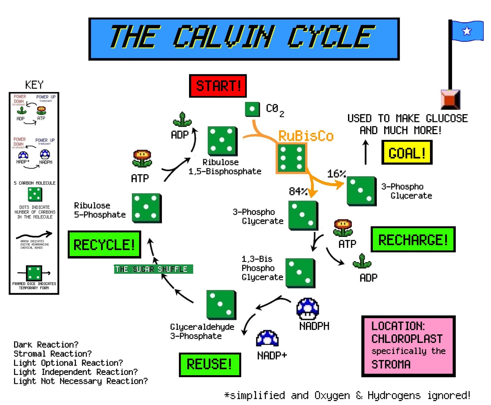 Simple Calvin Cycle Explanation