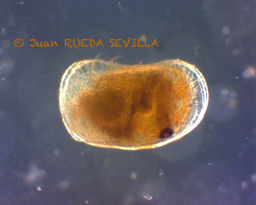 Macroinvertebrados acuáticos: Macroinvertebrados acuáticos de l ...