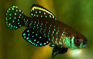 Fresh Water Fish Keeping: Killi Fish