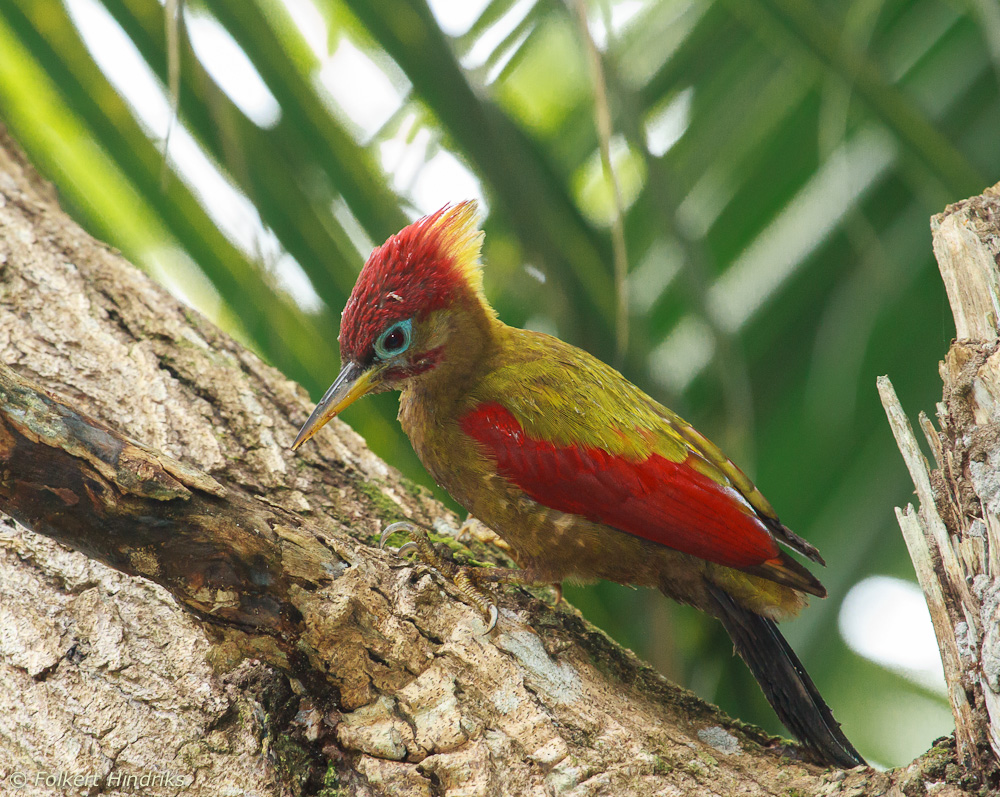 Posting from Panaga: Panaga garden chases