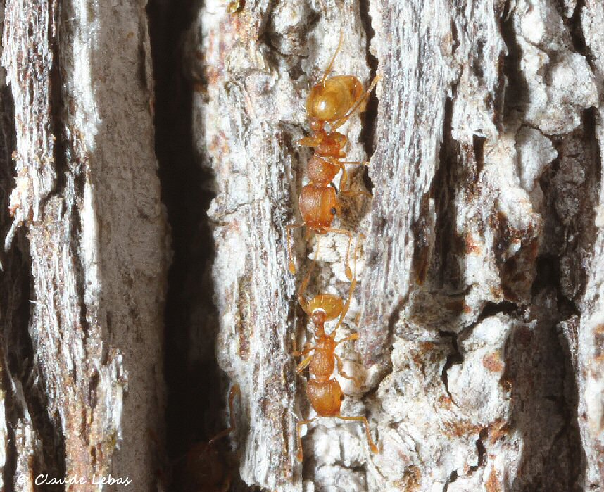 fourmis de Cuba- Hormigas de Cuba- Ants of Cuba: Wasmannia auropunctata