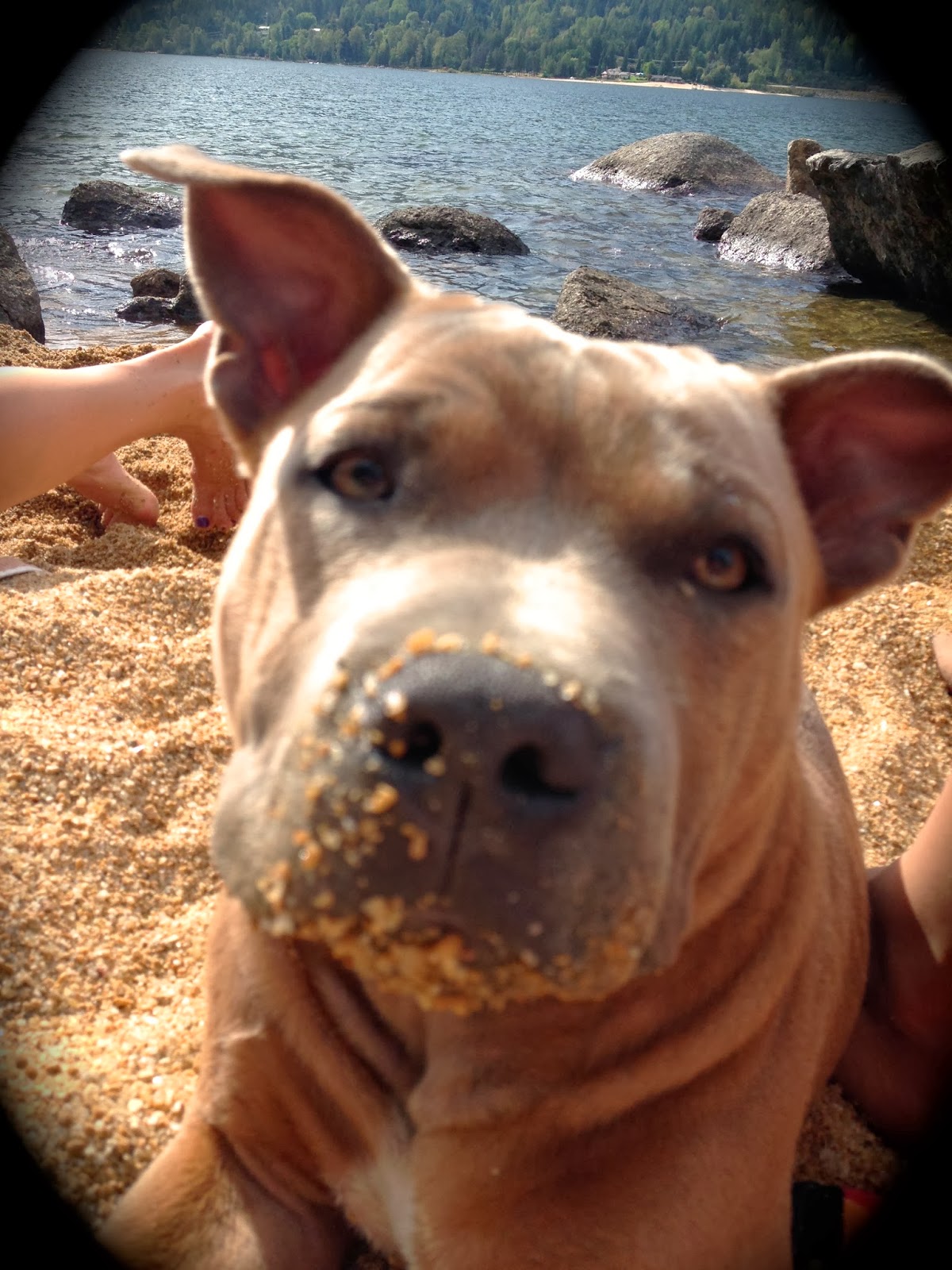 Tuff Love Kennels - Strathcona Staffy Bulls: RIP Rufus