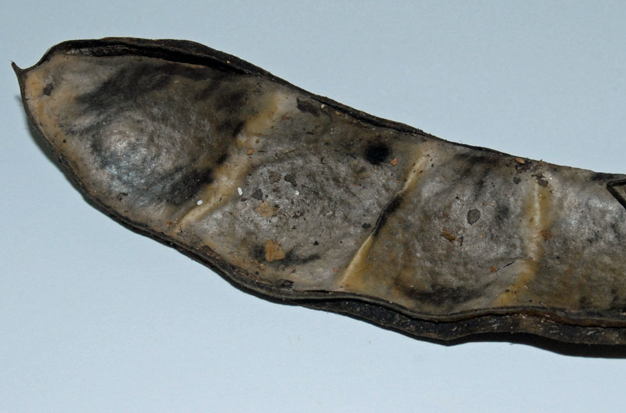 A Snail's Eye View: Burny bean (not burny and without beans at the moment)