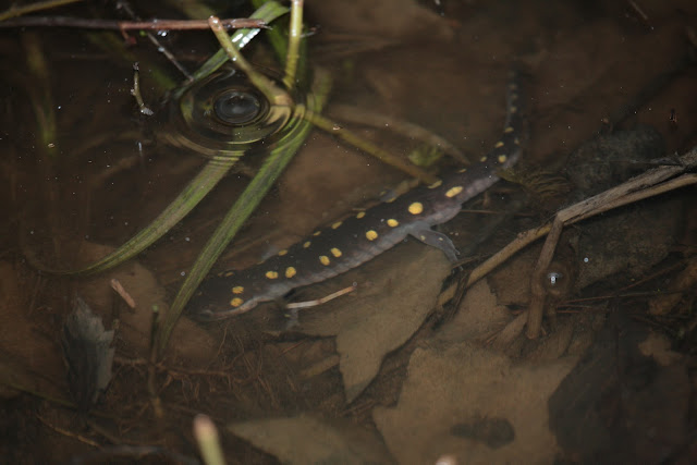 Adventures of the Cornell Herpetological Society: Salamander Migration