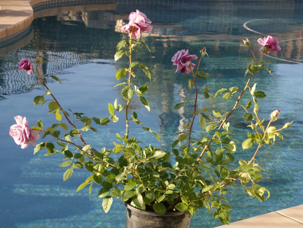 Organic Garden Dreams: Rose of the Month: 'Sweetness'