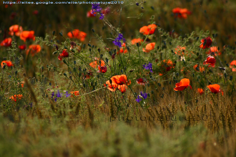 photonature2010: Maci în lanul de grâu