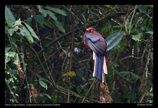 Indian Birds Photography: (delhibirdpix) Mystical, Magical & The ...