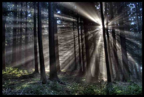 Fog Photography Examples