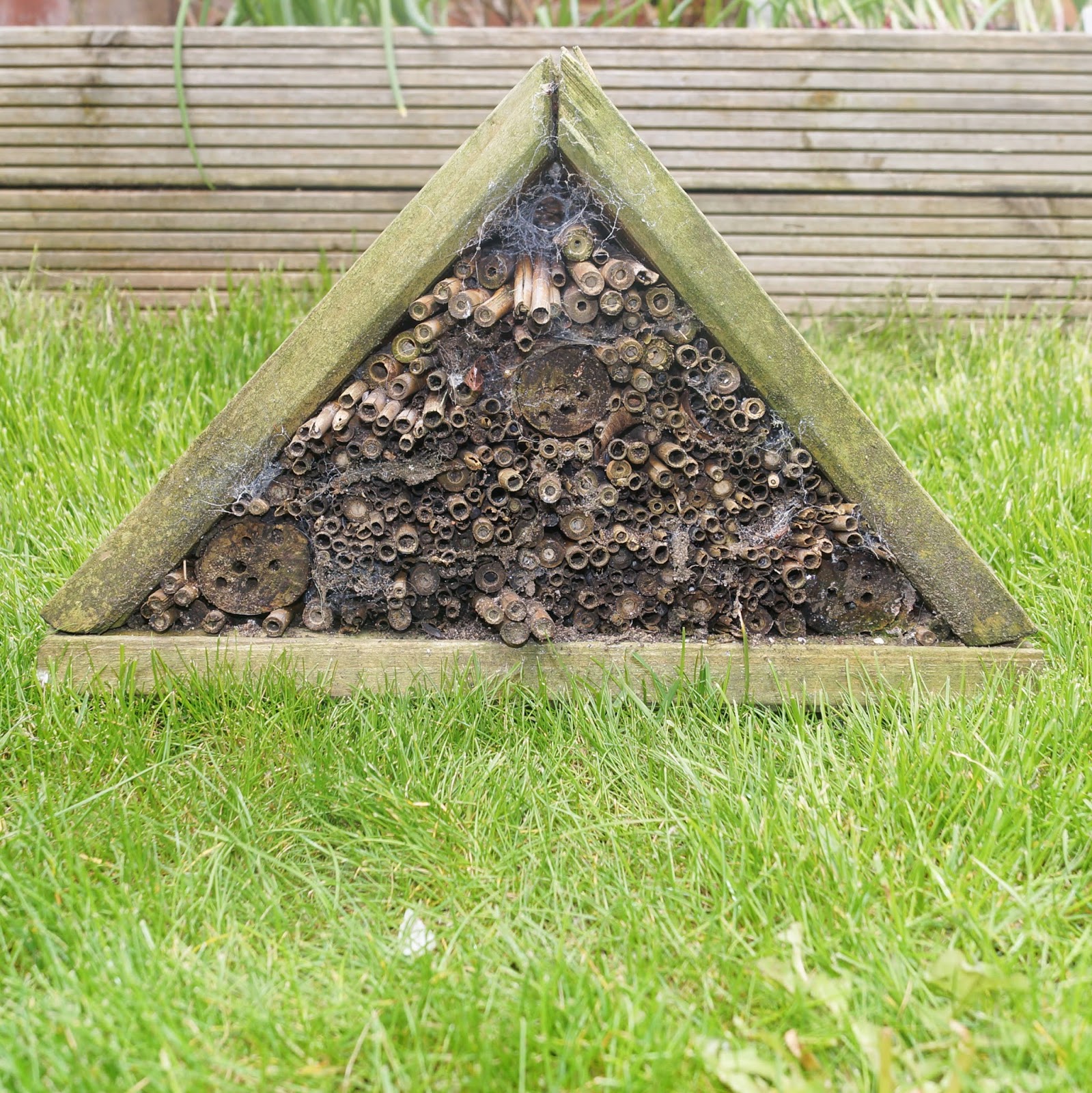 buttons and paint...: DIY Bug House