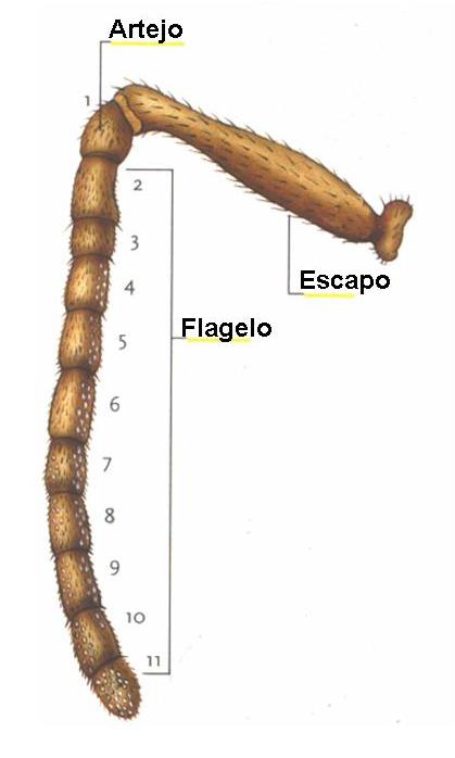 CORONA APICULTORES: LAS ANTENAS