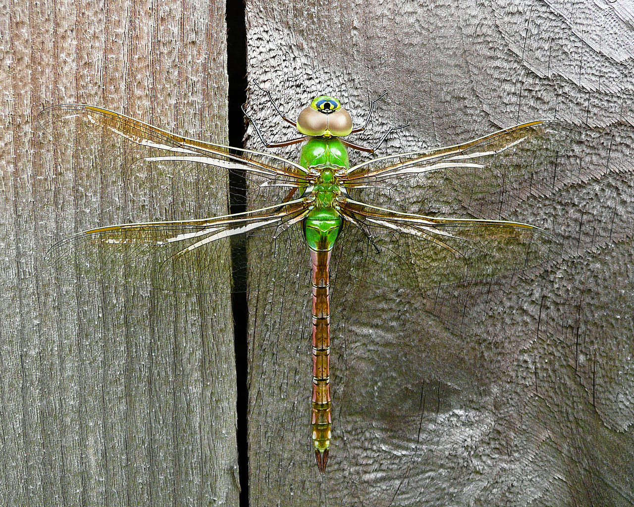 Earth and Space News: Common Green Darner Dragonfly Habitats: Bull's ...