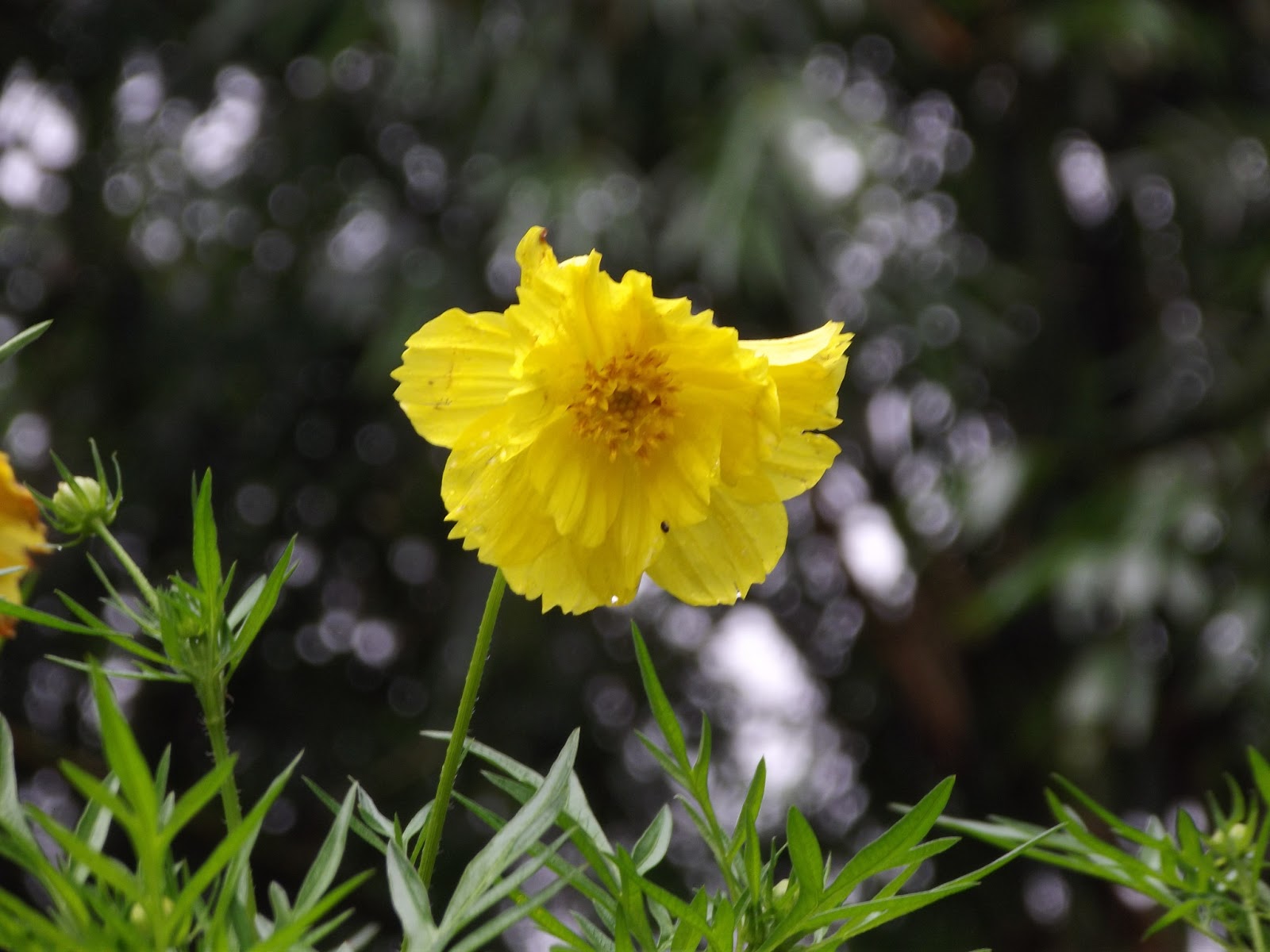 Bunga Tembelek | Photographic