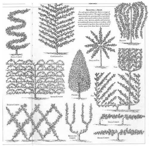 Divine Theatre: Espalier! Yay!