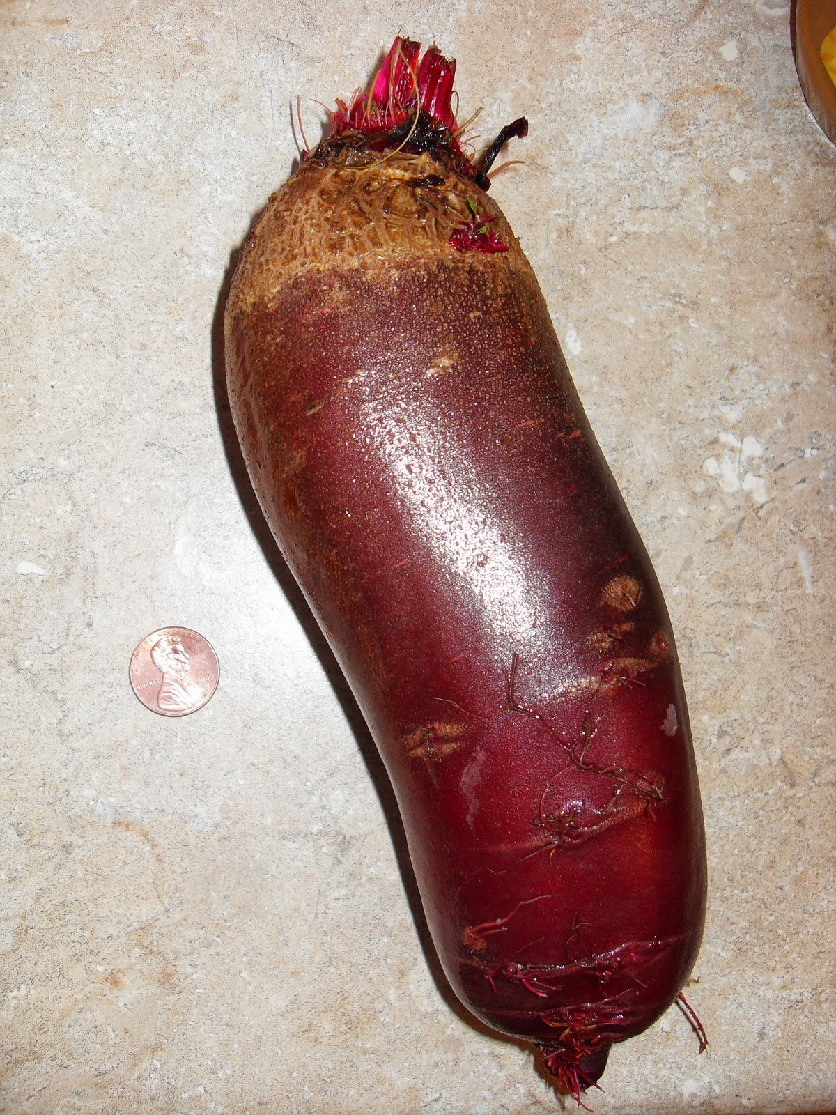 The Scientific Gardener: McGregor’s Favorite Beet