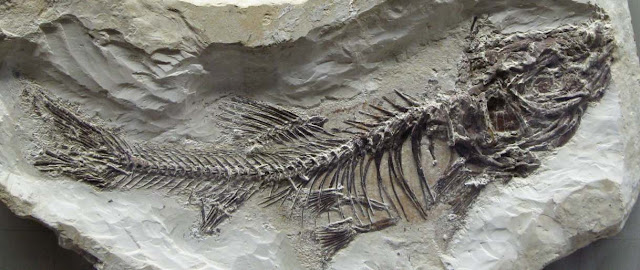 Los fósiles - Biología