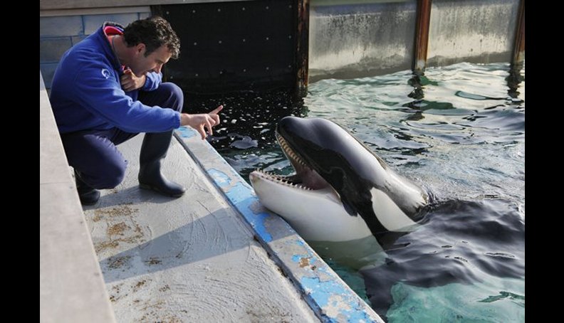 Morgan, una orca viaja este martes a Tenerife desde Holanda - Seamos ...