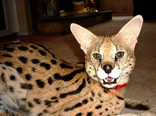 Serval cats are a small cat species originating from Africa, Serval ...
