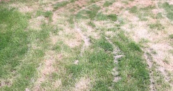 Ascochyta Leaf Blight On Lawns – 2017 Version