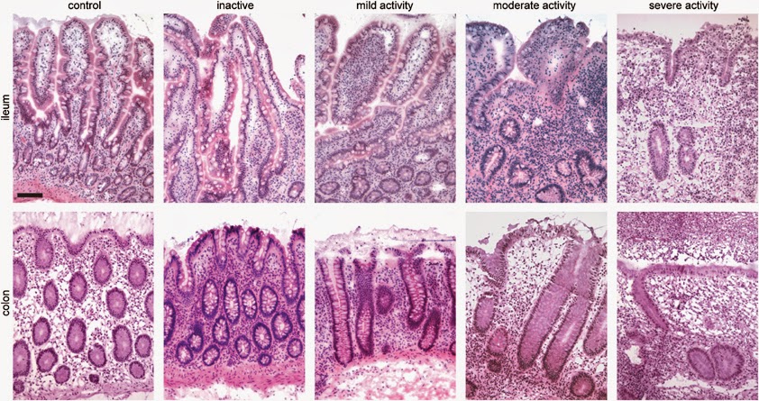 Exclusively Cats Veterinary Hospital Blog: Inflammatory Bowel Disease ...