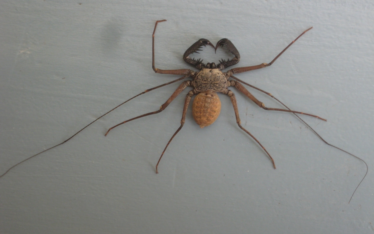 Hiking Curaçao - Flora and Fauna: Grottenspin - Cave Spider