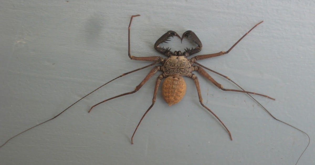 Hiking Curaçao - Flora and Fauna: Grottenspin - Cave Spider