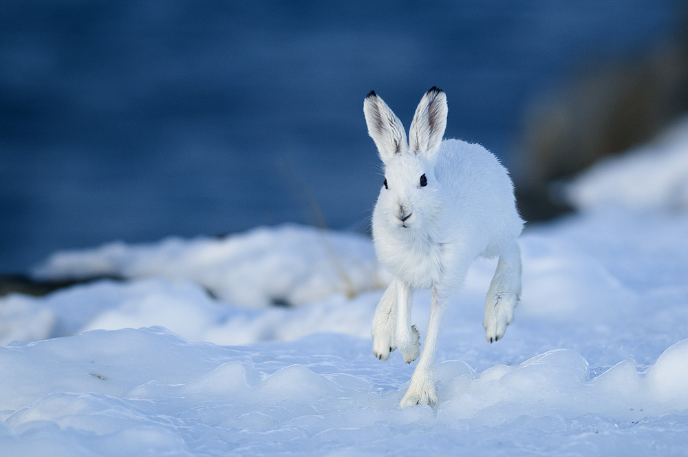 Kjartan Trana´s fotoblogg: Hare på hareøya