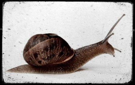 Het verhaal van de Slak