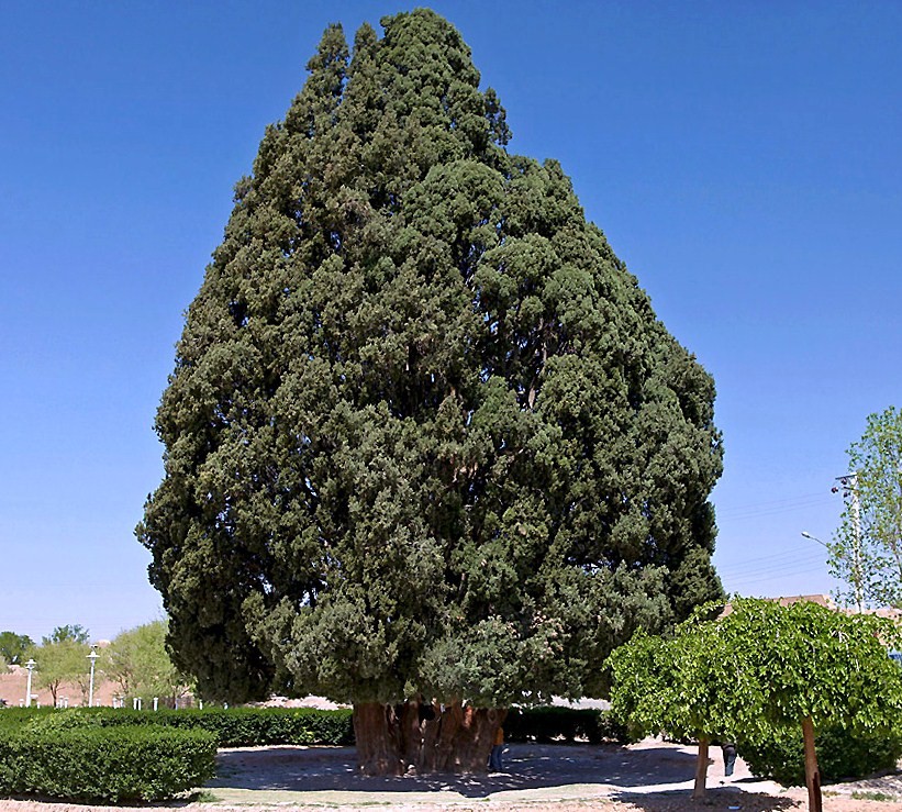 Ultima Thule: Oldest tree on earth: 'Old Tjikko'- if only trees could ...