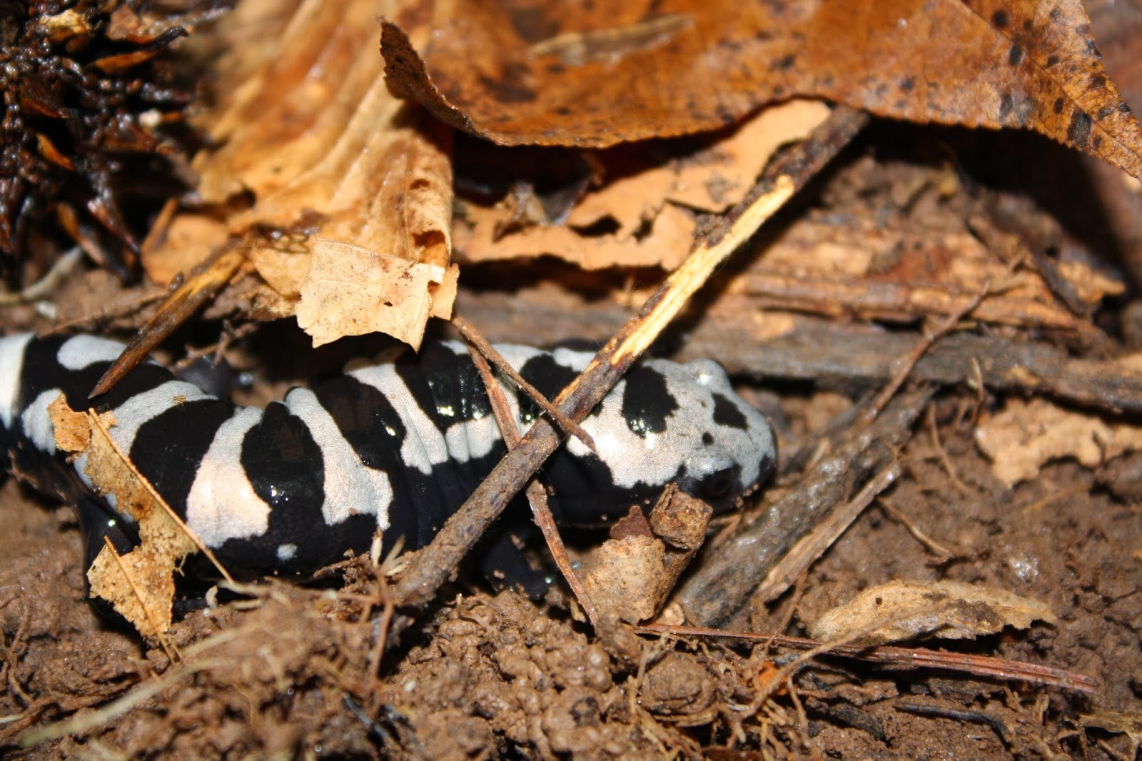Nature Explorer : Hidden Art