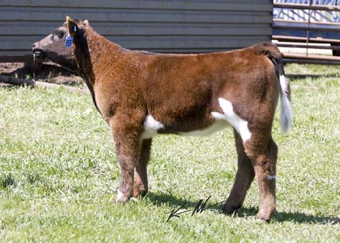 Lautner Farms: Pesek Cattle Farm Spring Pasture Online Sale
