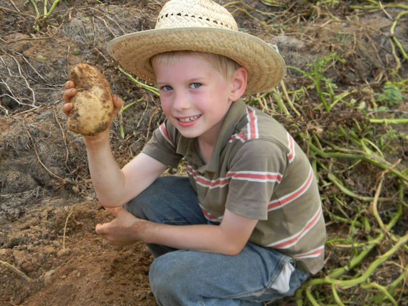 Home Joys: Potato Digging