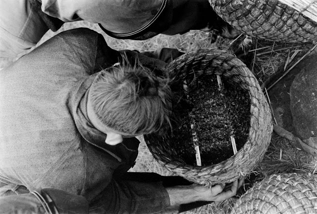 Beekeepers of the 1950s: Vintage Photos From a Busy Bee Market in the ...