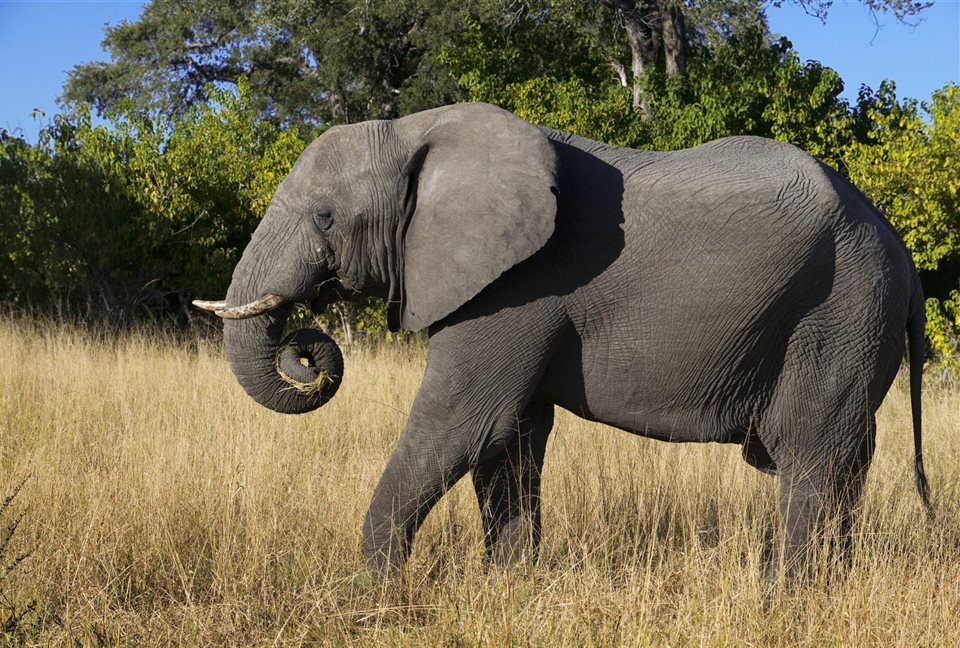 ELEFANTAS QUE DUERMEN DOS HORAS AL DÍA