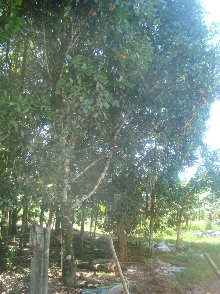 Paisagismo Fácil: Árvores Nativas