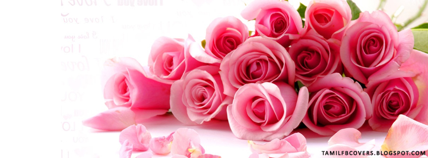 My India FB Covers: Beautiful pink roses - Flowers FB Cover