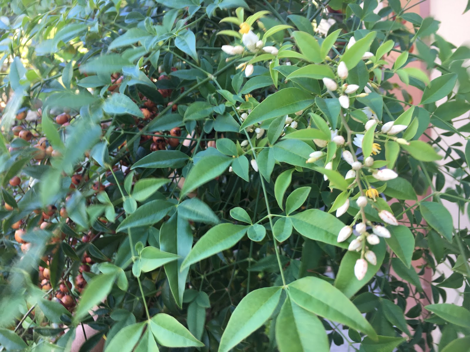 Nandina domestica (Heavenly Bamboo)