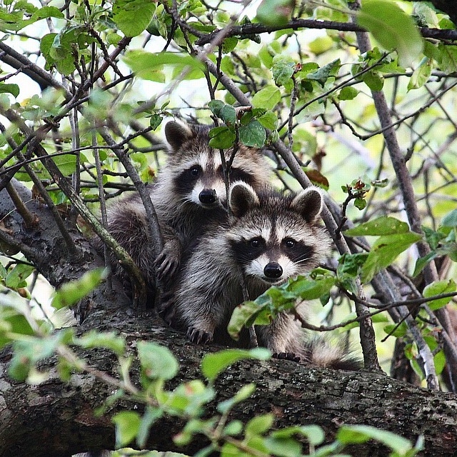 Raccoons and Kits: Factual Trivia