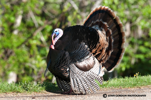 John Gordon/Listening to Birds: Western Road Trip Part 8 (Wild Turkey)