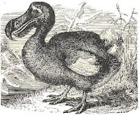 The last Flight of the Dodo | Facts About All