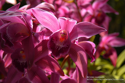 Digital Flower Pictures.com: Ruby Red Cymbidium Orchid